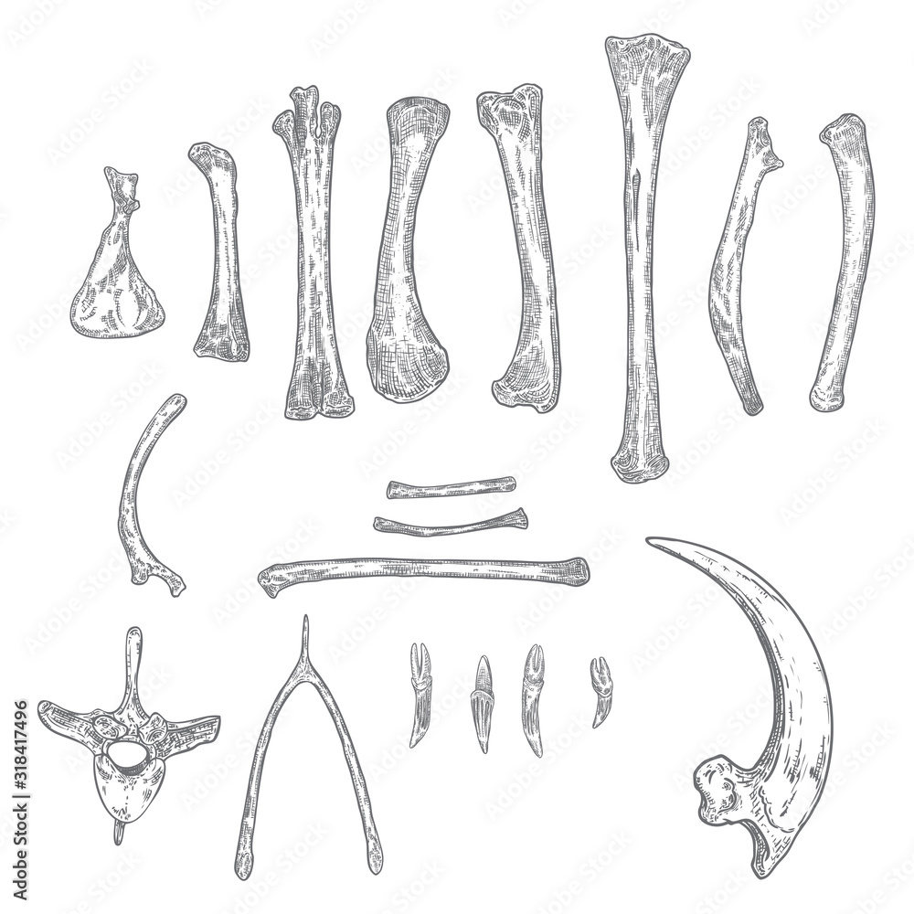 Set of bird skeleton bones for magic cult , wishbone, arm, wing, limb ...