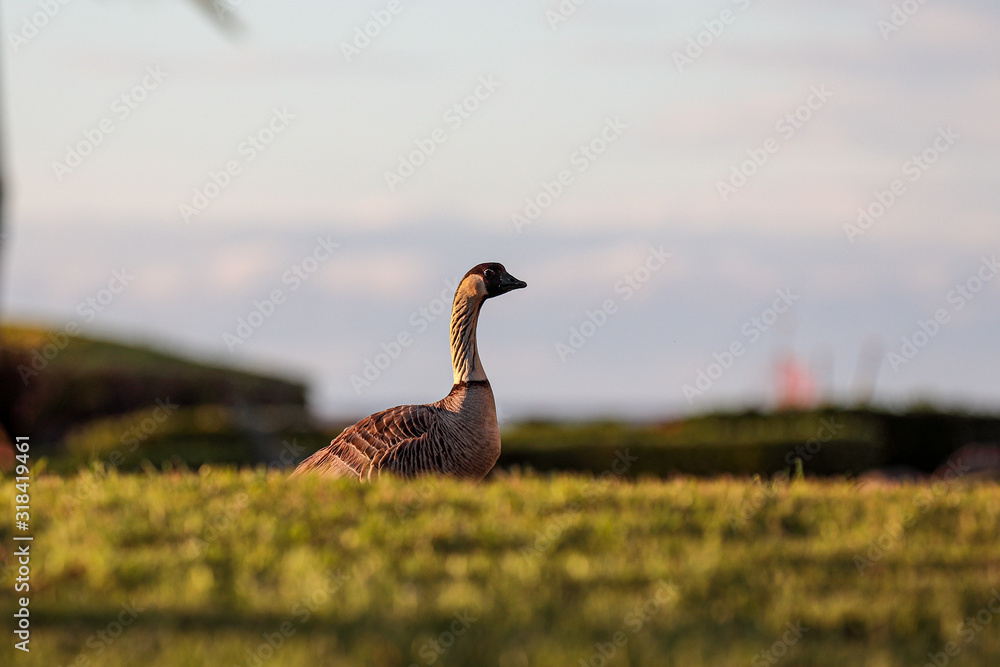 Up close portrait of Hawaiian Nene Goose standing of grass lawn against ...