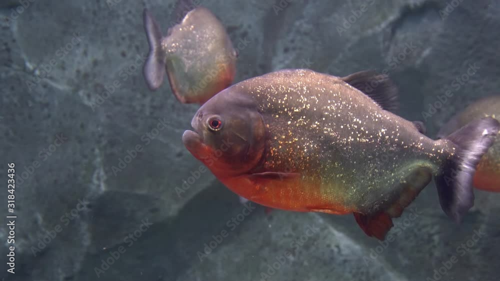 Predatory freshwater piranha fish that live in rivers and fresh water ...