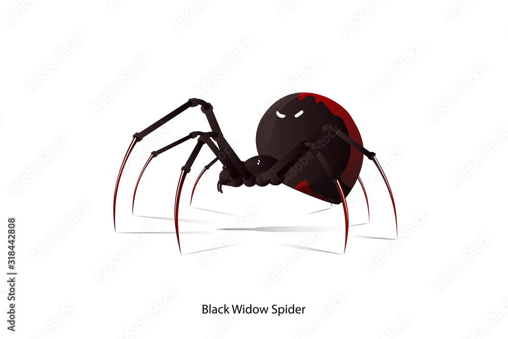 Black Widow Spider vector on white background.This picture is option ...