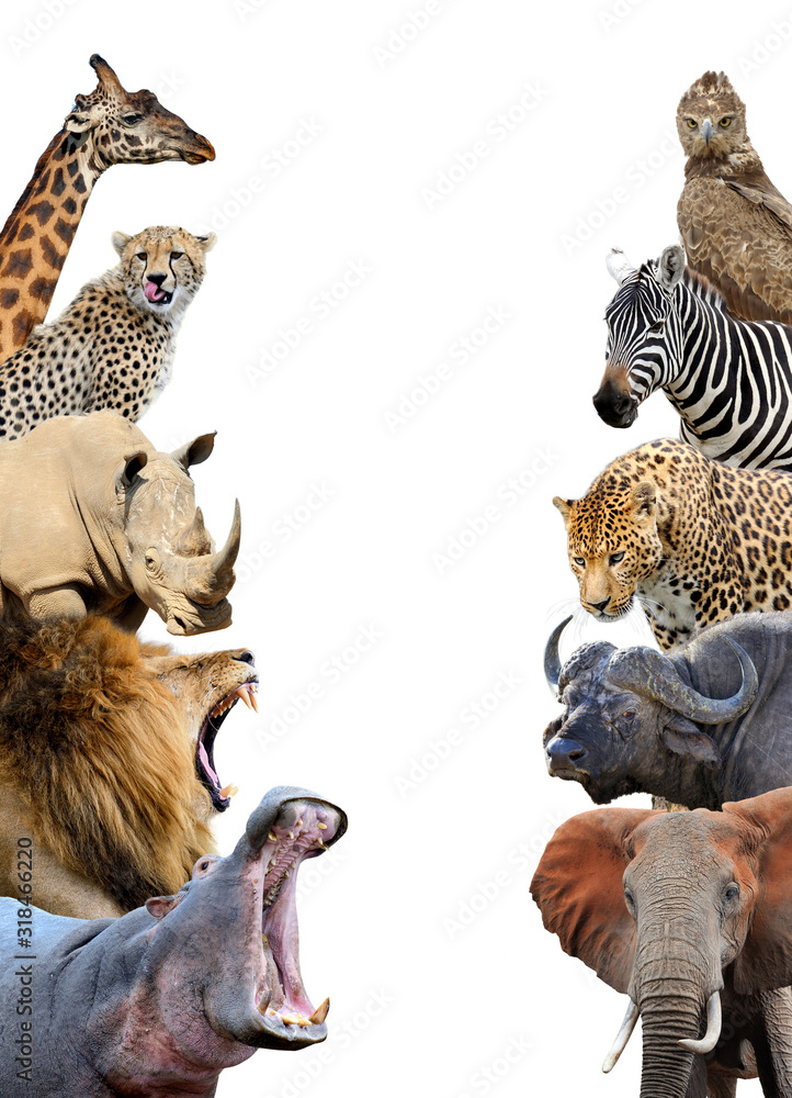 Group of African safari animals together Stock Photo | Adobe Stock