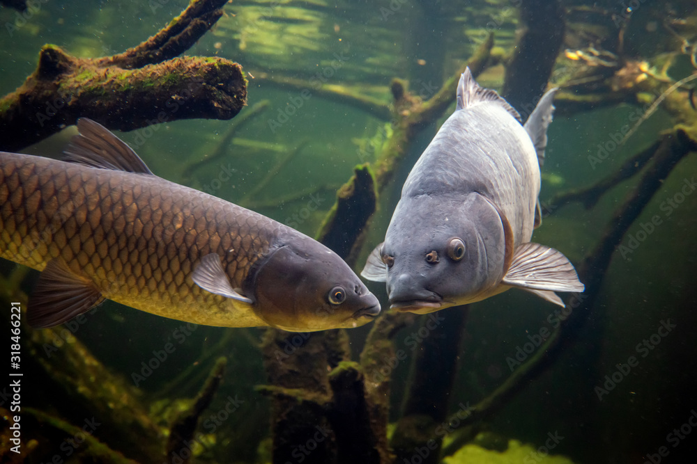 Freshwater fish carp (Cyprinus carpio) in the pond Stock Photo | Adobe ...