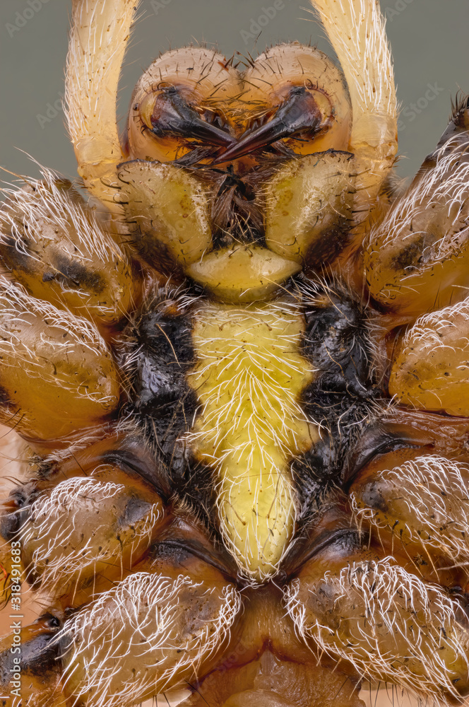 Wasp spider (Argiope) ventral view details and leg joints under ...