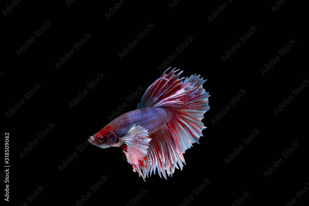 Blue Elephant Ear Betta