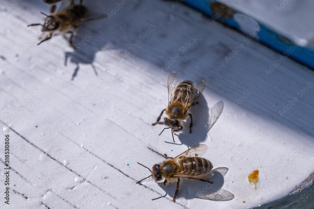 Honey bees swarm in the hive. Workers bees arrive and fly away, guard ...