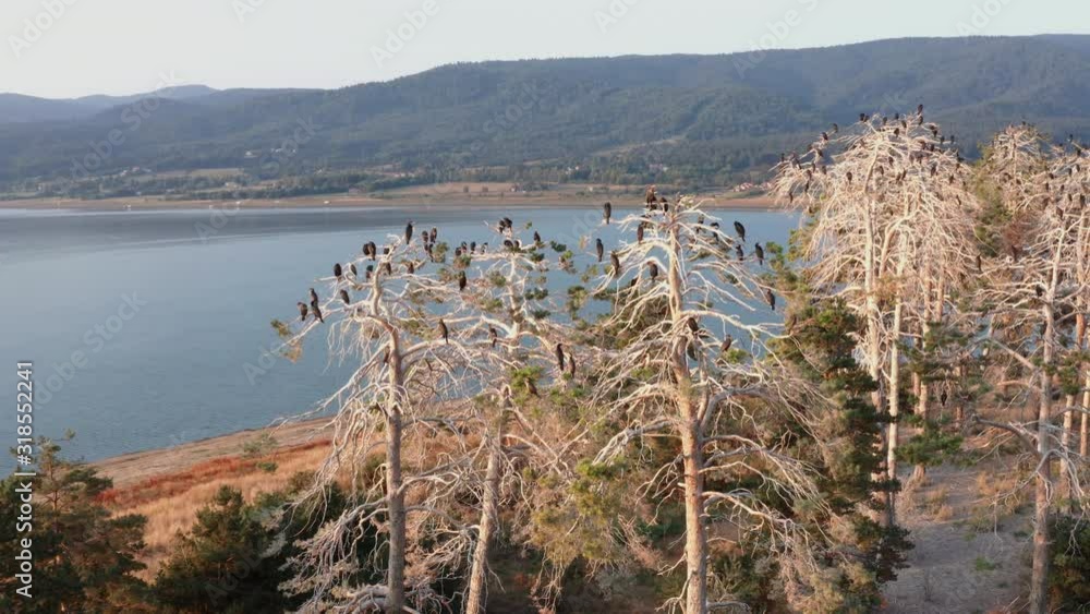 Branchless trees without leaves with flock of cormorant birds on an ...