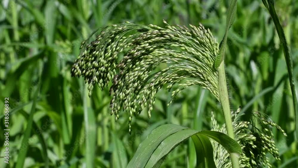 Proso millet / broomcorn millet / common millet / broomtail millet ...