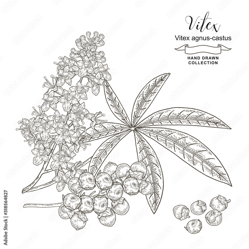 Vitex tree branch with flowers, leaves and fruits. Vitex agnus-castus ...