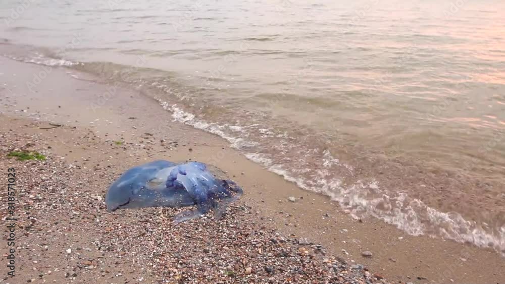 Big, blue, dead, jellyfish in shallow sea water. Morning sunlight over ...