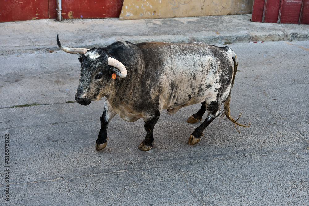 toro español con grandes cuernos en una plaza de toros Stock Photo ...