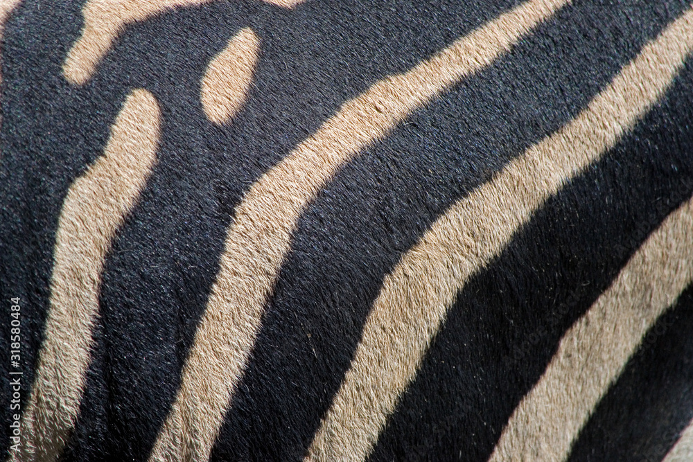 Texture of zebra skin. Black and white stripes. Visible pile of zebra ...