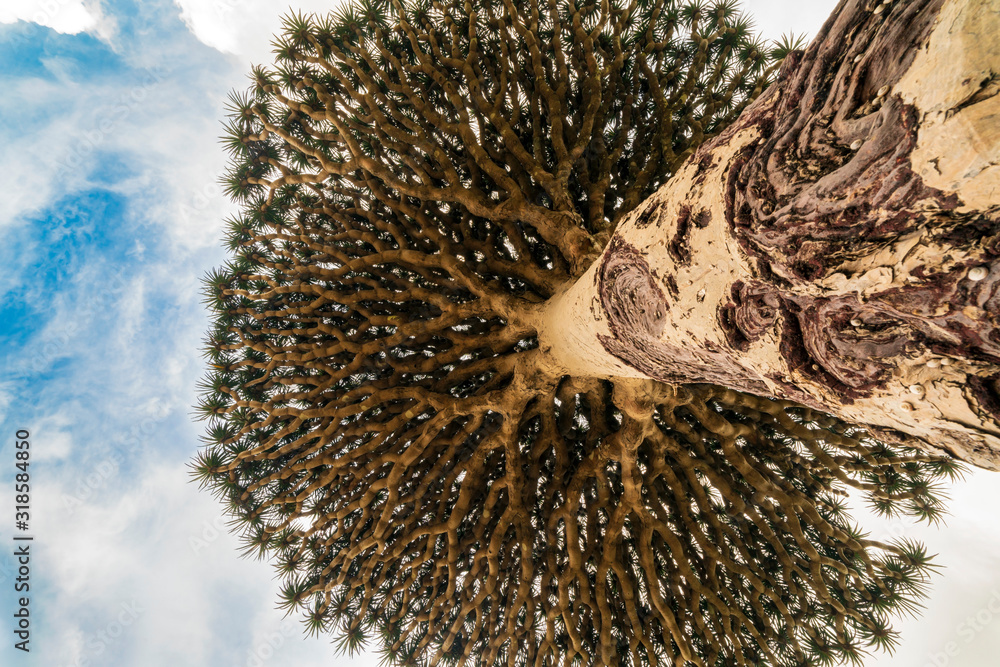 Dragon Blood Tree is an endemic plant in Socotran Archipelago of Yemen ...