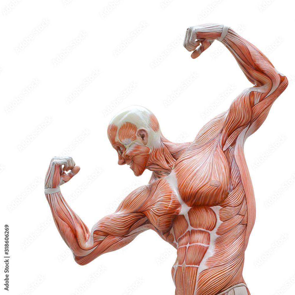 muscleman anatomy heroic body doing a bodybuilder pose two in white ...