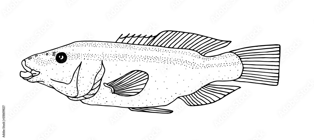 Peacock Wrasse Black Hand Drawn Realistic Outline Vector Image Stock Vector Adobe Stock