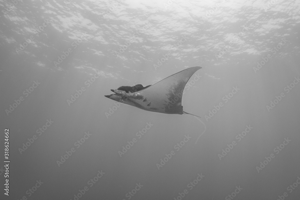 Mobula ray, Pico island, Azores. Stock Photo | Adobe Stock