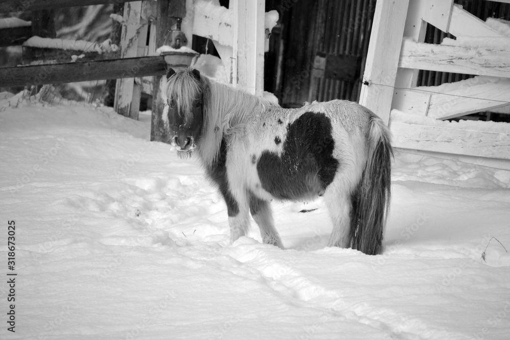 Miniature Horse Characteristics at Jade Donovan blog