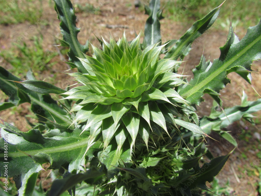 Spring brings an explosion of colors in your wildflowers Stock Photo ...