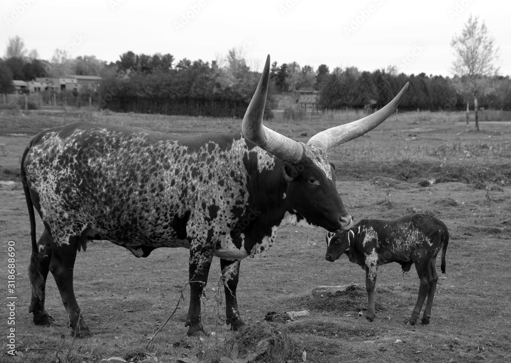 Ankole-Watusi calf is a modern American breed of domestic cattle. It ...