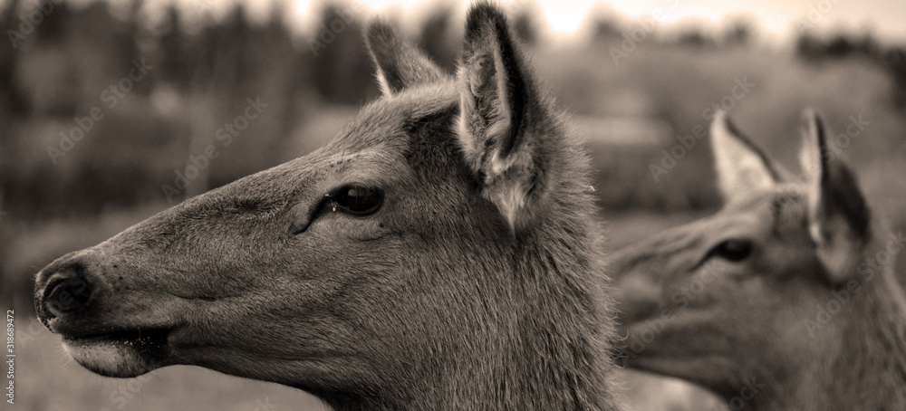 The elk, or wapiti is one of the largest species within the deer family ...