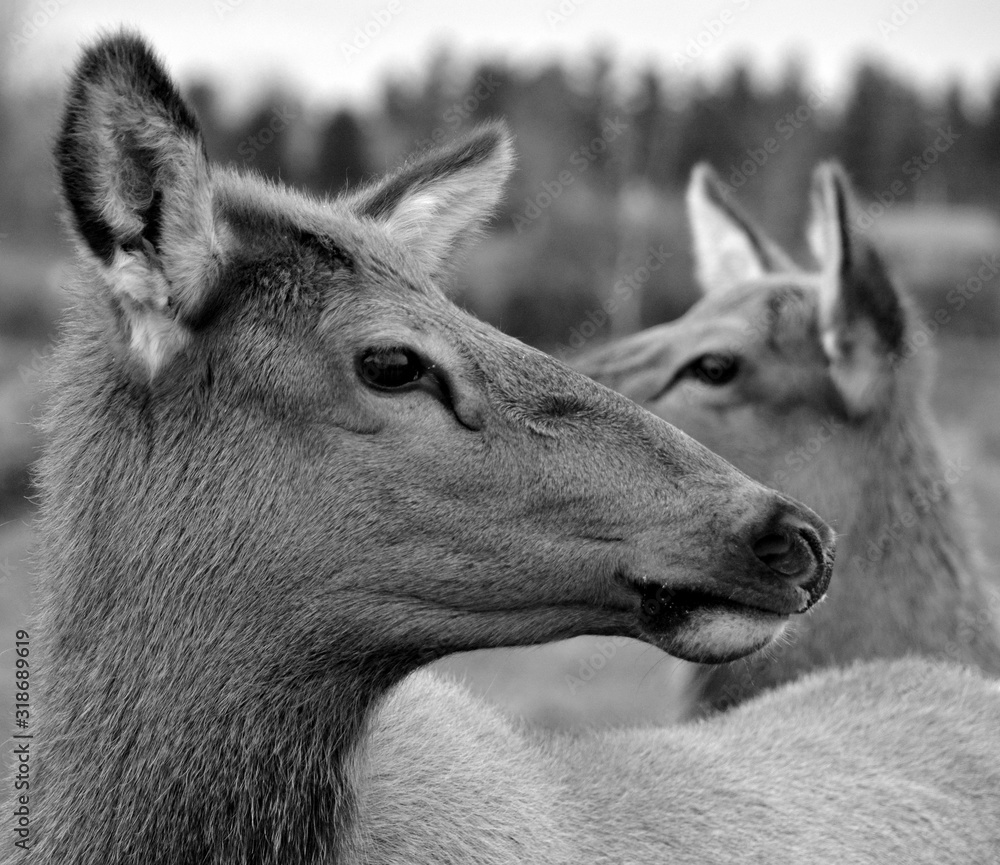 The elk, or wapiti is one of the largest species within the deer family ...
