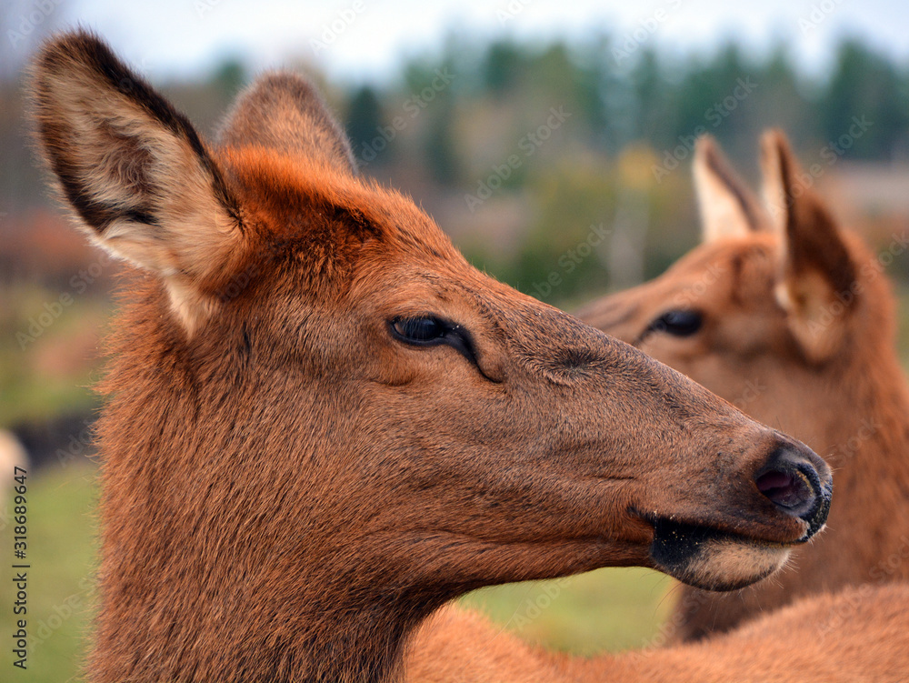 The elk, or wapiti is one of the largest species within the deer family ...