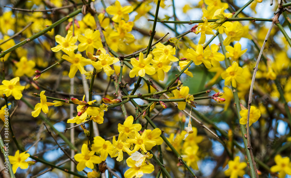 (Jasminum nudiflorum) jasmin d'hiver ou jasmin à fleurs nues aux petits ...