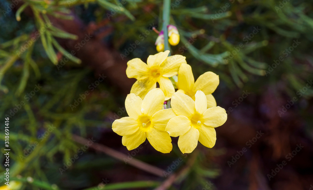 (Jasminum nudiflorum) jasmin d'hiver ou jasmin à fleurs nues aux petits ...