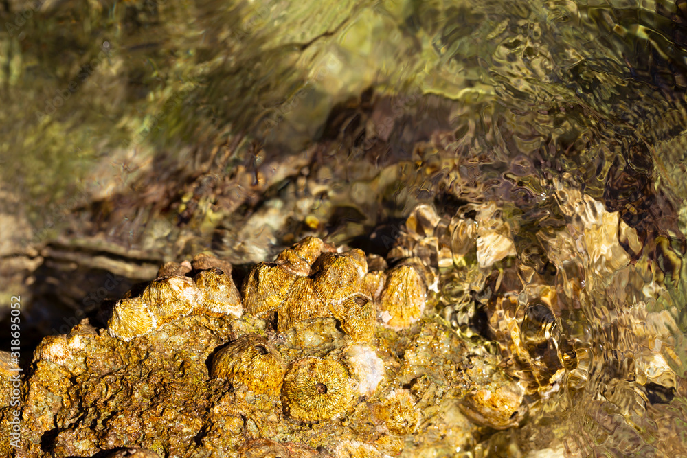 Balanus (Balanomorpha) is a genus of barnacles in the family Balanidae ...