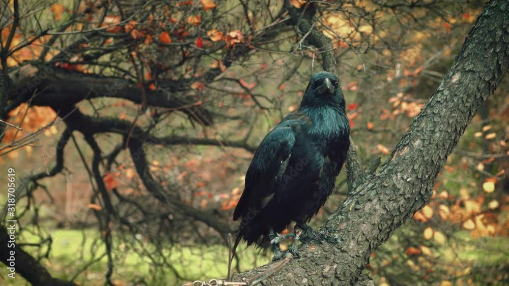 close-up portrait. Wild huge black northern raven on branch pecks tree ...