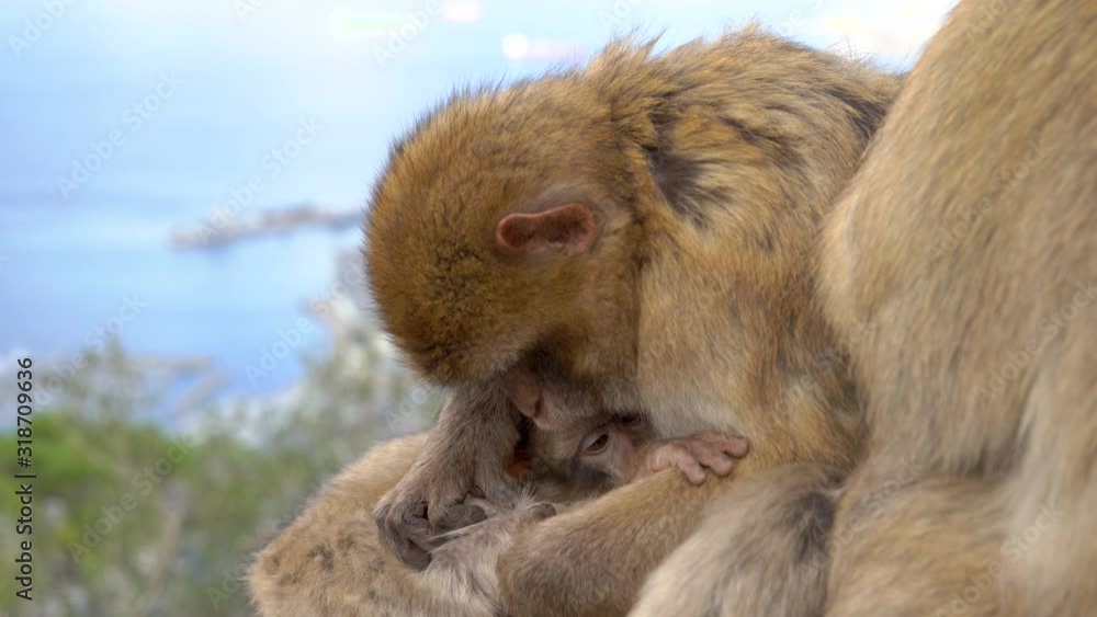 Barbary macaque nursing young, the whole monkey family together Stock ...