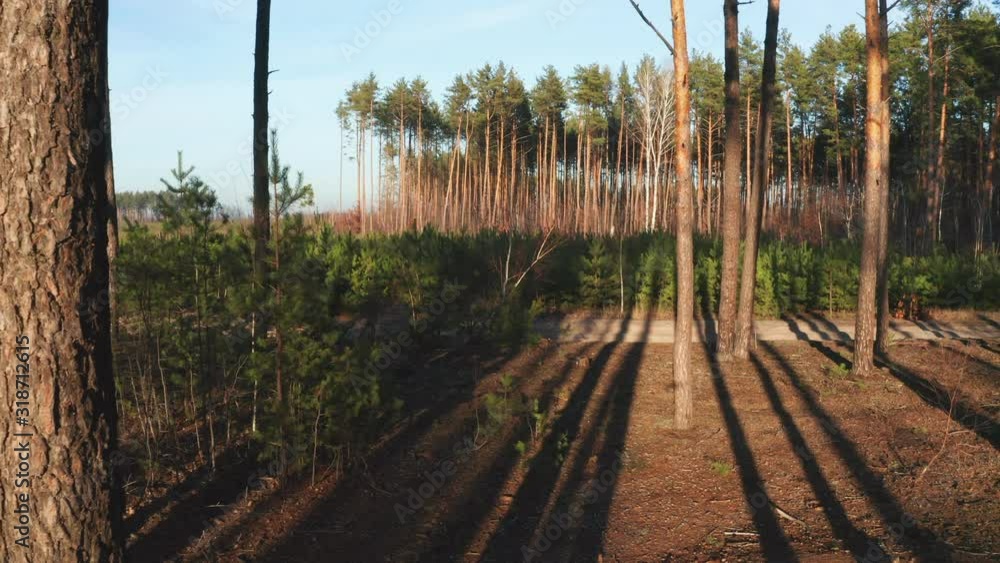 Yellow Beam Drone shooting trees with a brown pine bark of a warm hue ...