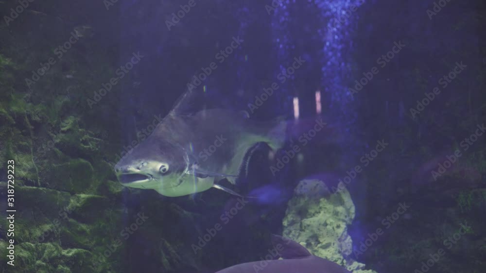 Chao Phraya giant catfish. Pangasius sanitwongsei. Close up of a fish ...