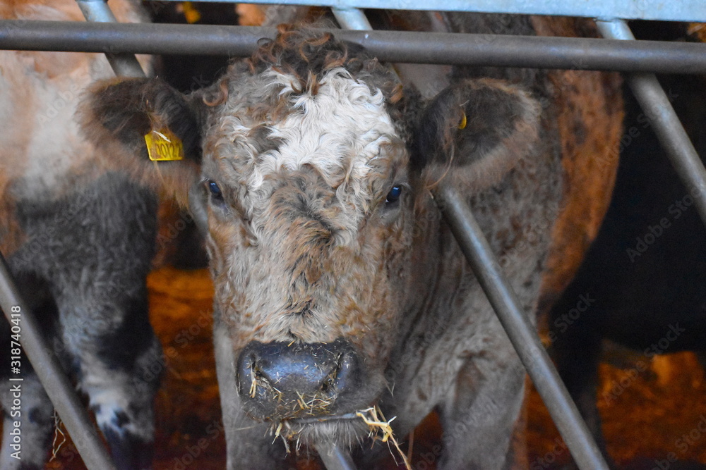 UK cow has pierced ears with ID tags It is domesticated hoofed animal ...