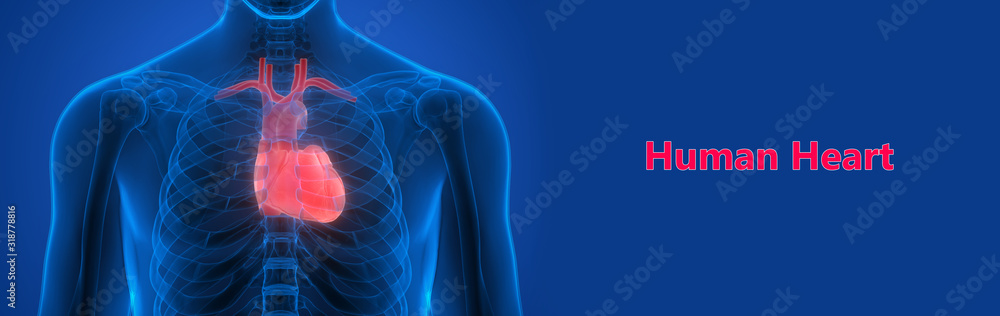 Human Circulatory System Heart Anatomy Stock Illustration | Adobe Stock