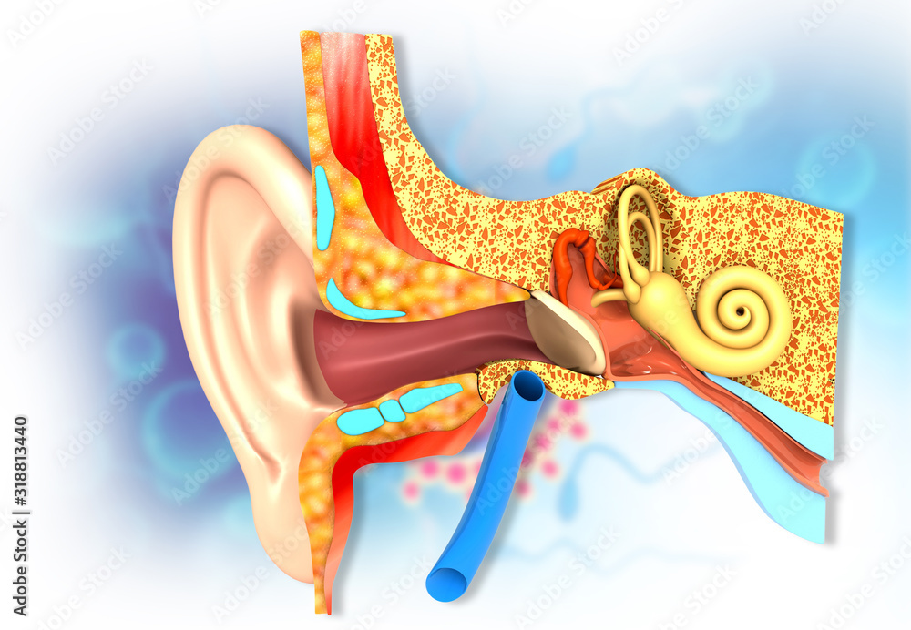 Poster Human ear cross section anatomy. 3d illustration. – Wall Art ...