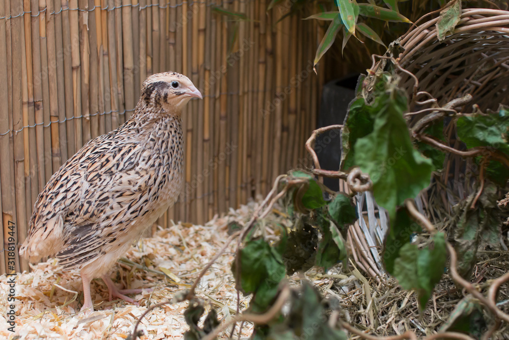 Wachteln halten und pflegen, kleinste Hühnervögel Stock-Foto | Adobe Stock