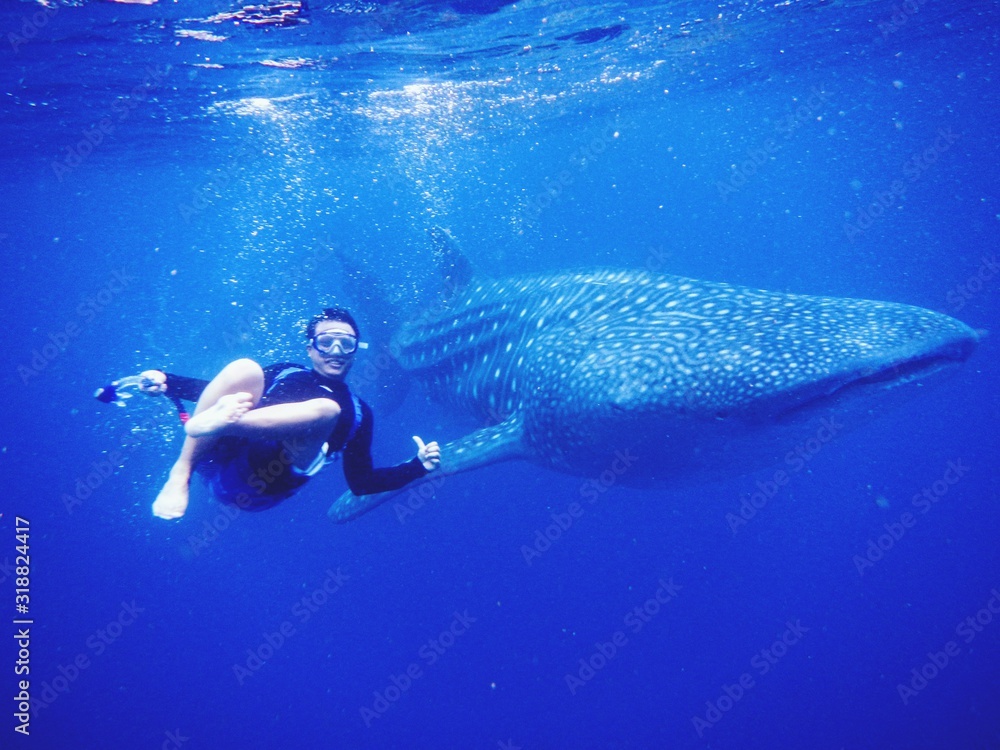 Man Swimming With Whale Shark In Sea Stock Photo | Adobe Stock