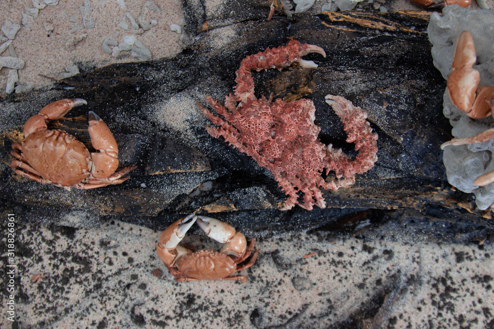 Crab fossil, crab preserves of prehistoric animals, Fossil trilobite ...