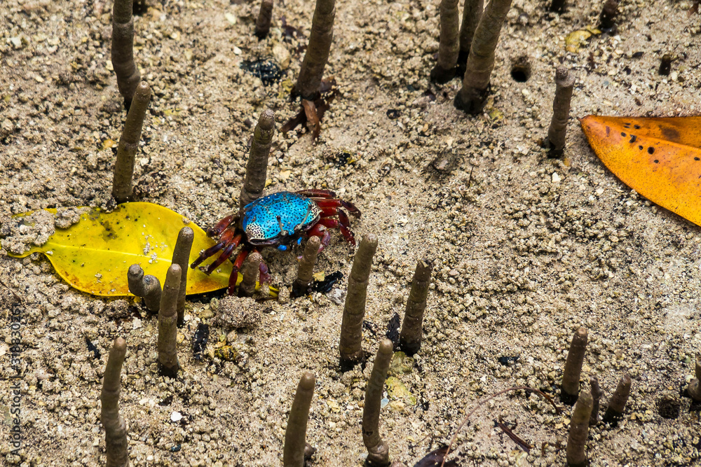 Spider Crab, Neosarmatium meinerti in the mangroves on Curieuse ...