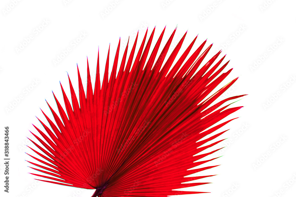 Bloody Red Fern on white background. Natural textures and patterns of ...