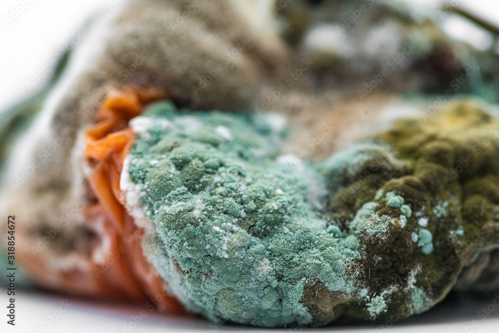 Foto de rotten tomato. mold on a tomato. mold. rotting world. Ecology ...