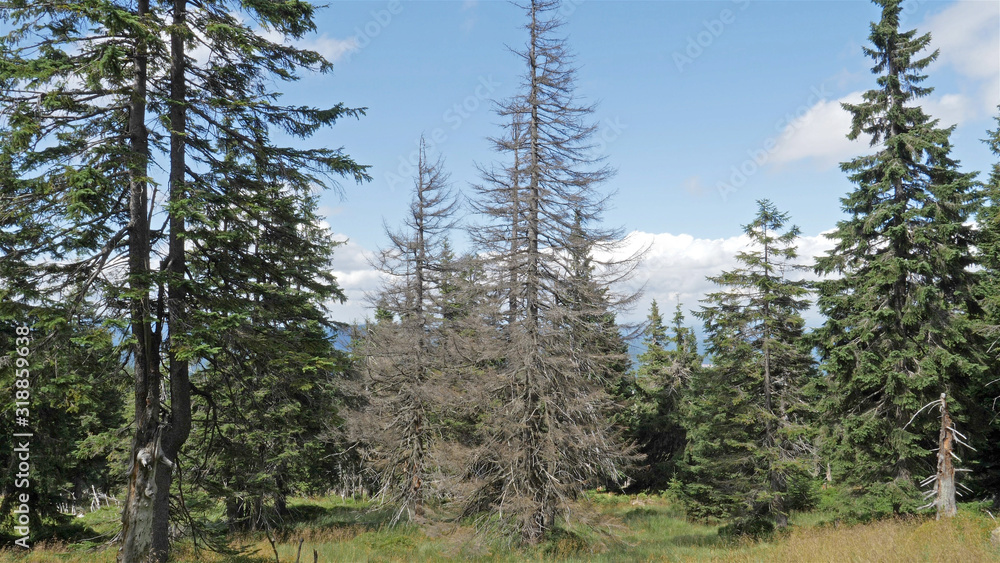Dead trees. Co2 and So2 emission. Air pollution. Stock Photo | Adobe Stock
