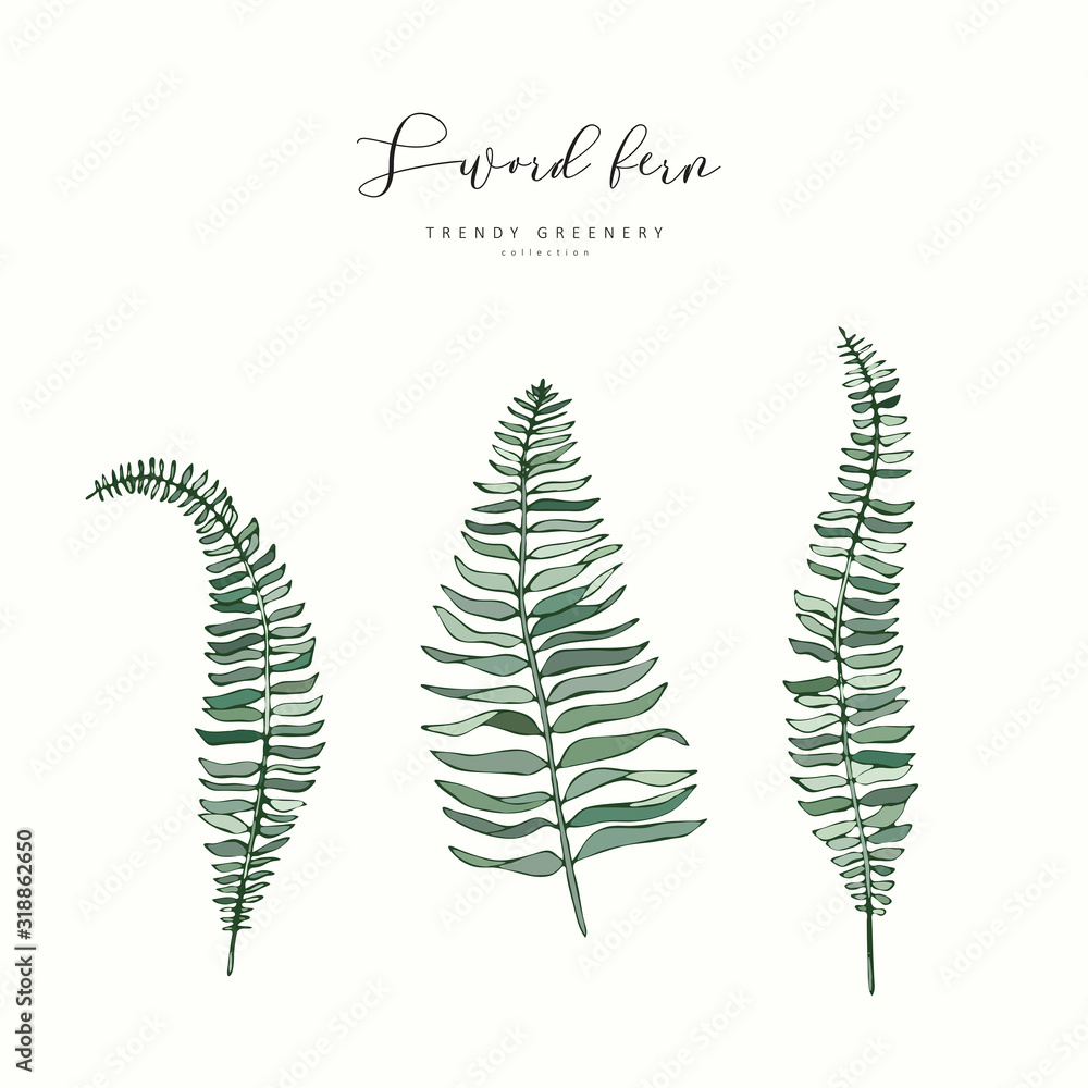 Sword fern branch or leaf. Hand drawn wedding herb, plant elegant ...