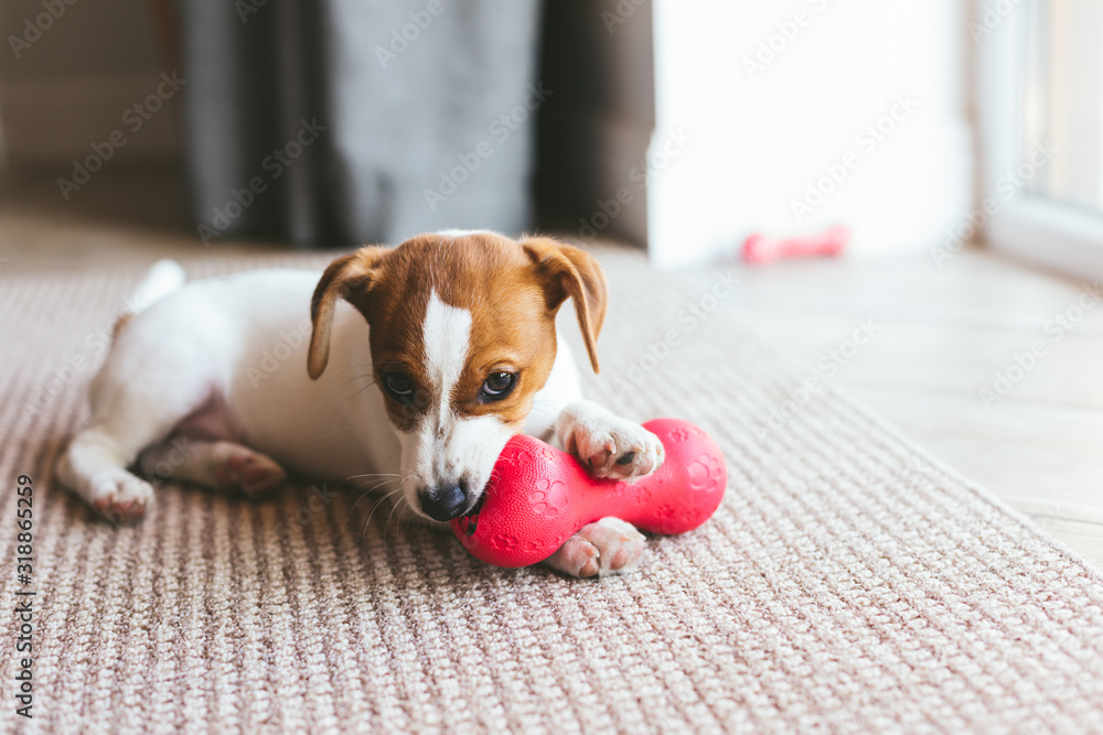 Toy Jack Russell Terrier