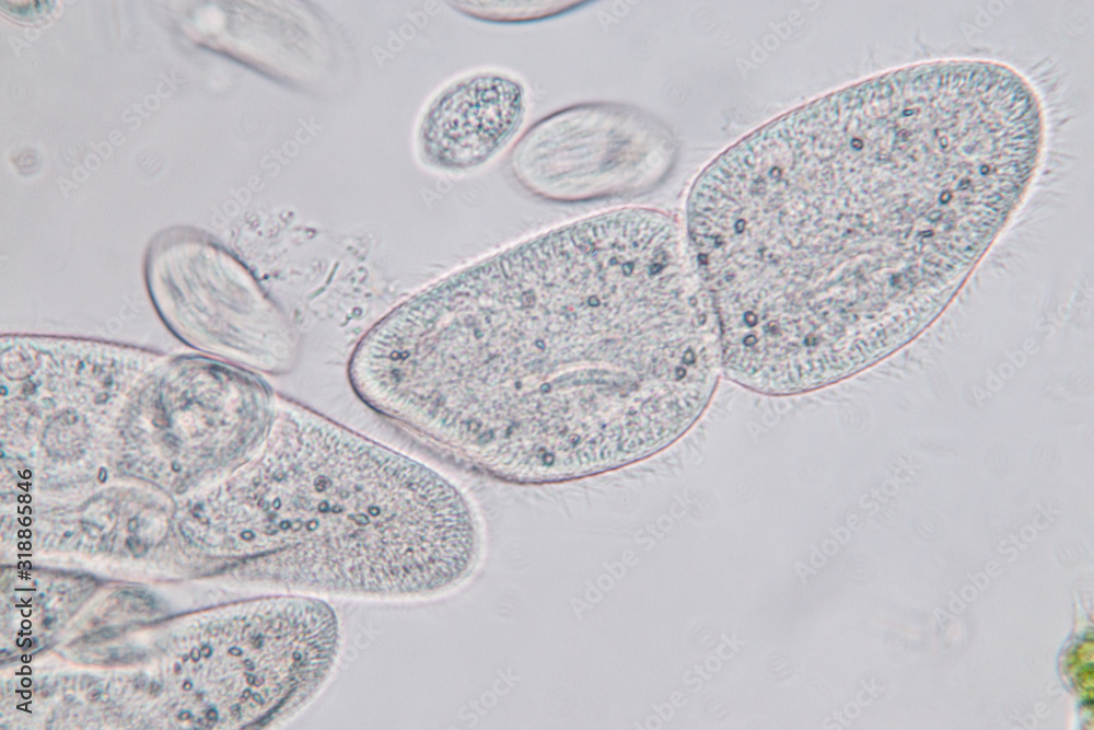 Paramecium caudatum is a genus of unicellular ciliated protozoan and ...