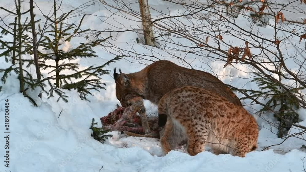 Eurasian lynx (Lynx lynx) feeding on killed roe deer with one year old ...