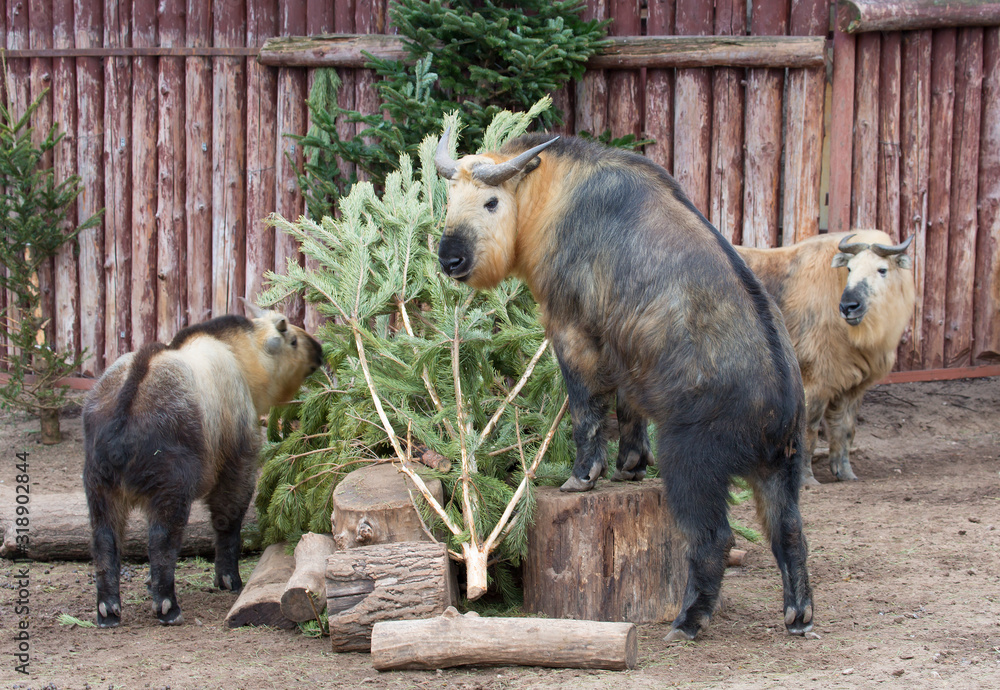 Sichuan Takin. These are Hoofed mammals, that is, relatives of horses ...