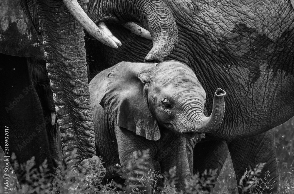 Baby african elephant waving trunk Stock Photo | Adobe Stock