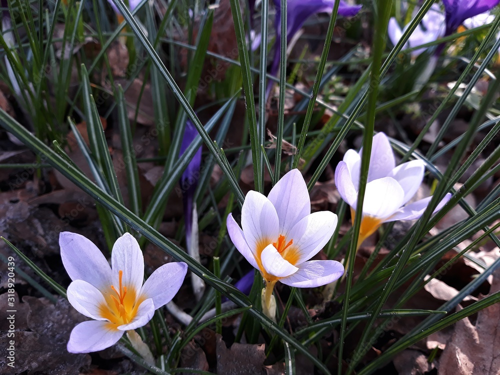 Beautiful crocus spring flowers on green grass, in the park. Crocus is ...