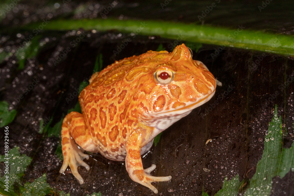 Strawberry Pineapple Albino morph of the Pac Man Frog Stock Photo ...